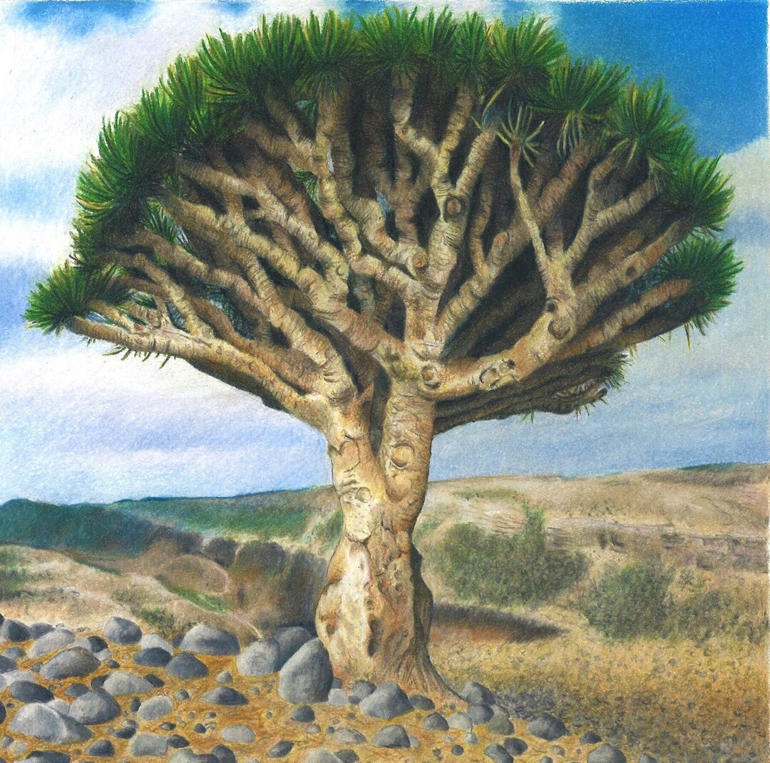 Dragon Blood Tree Colored Pencil Art Print, Wall Decor, Realistic Wall ...