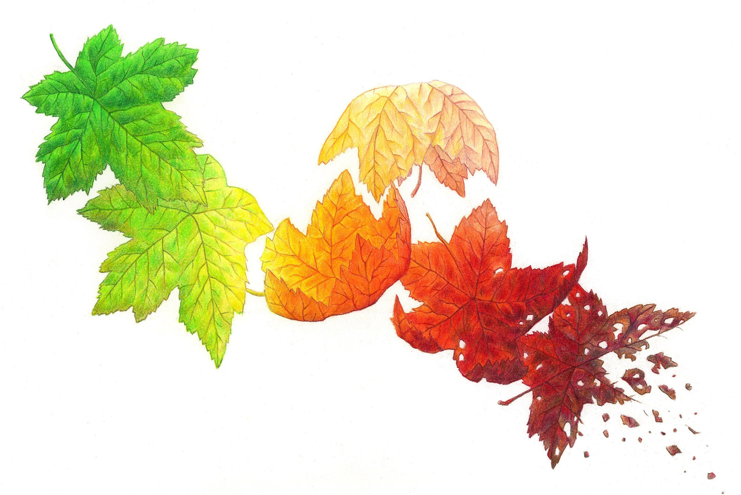 Life Cycle Of A Leaf