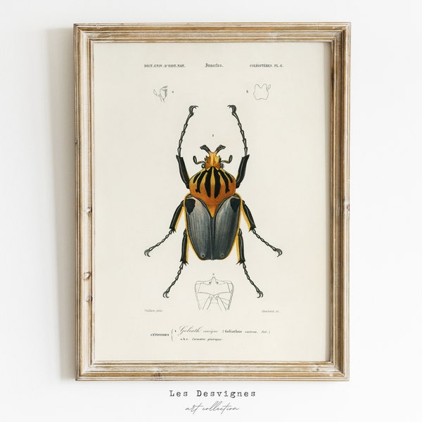 Antique Insect Print - Etsy