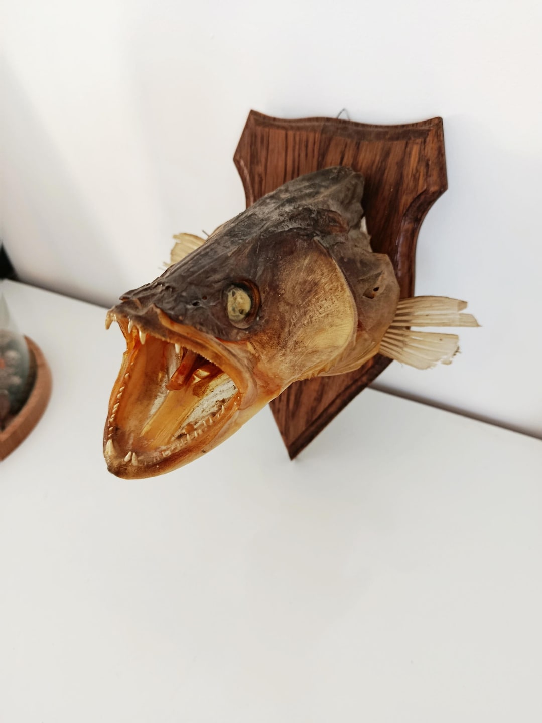 Vintage Fishing Trophy – Stuffed Pike Head – Cabinet of Curiosities ...