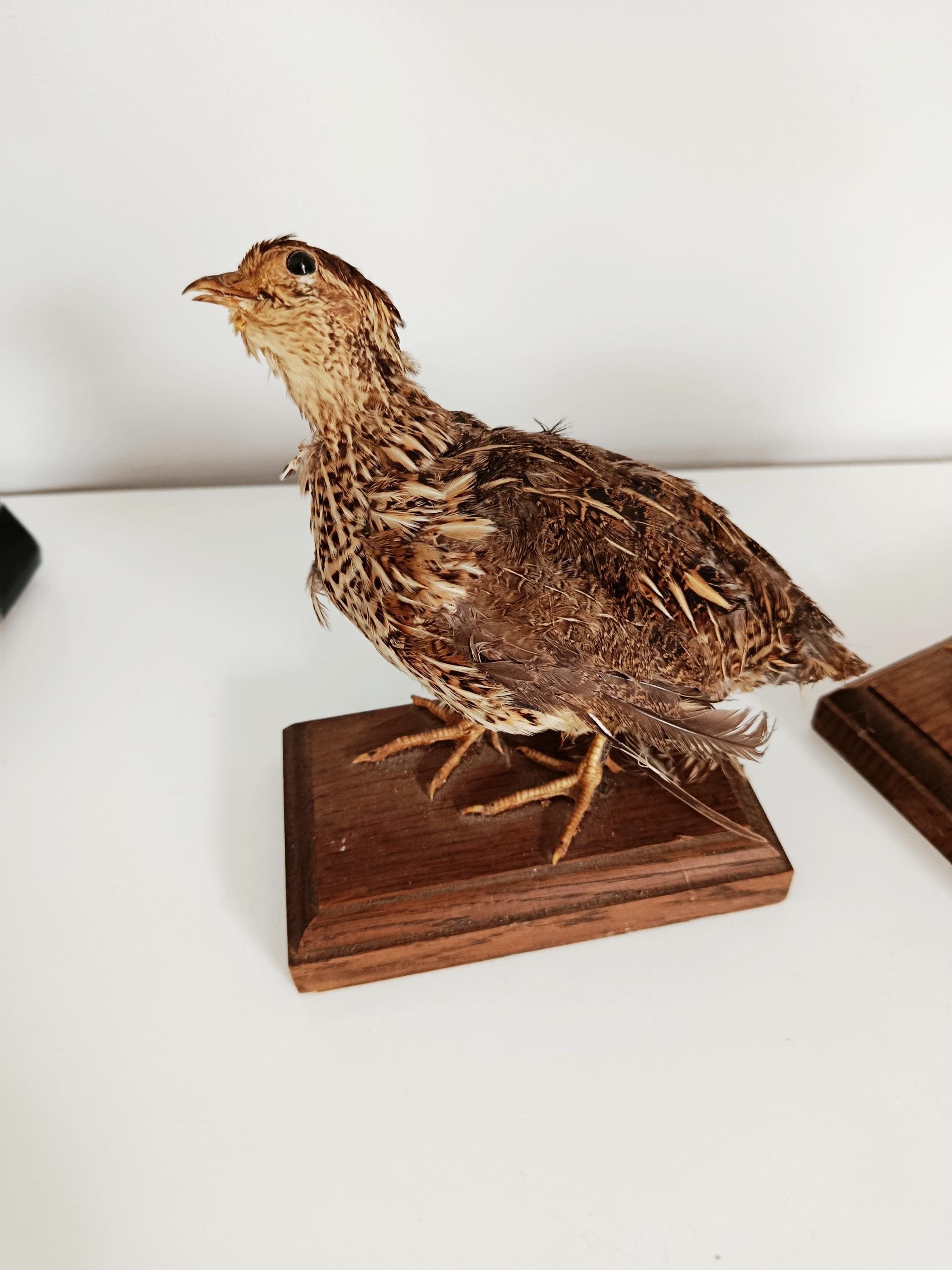 Antique Pair of Vintage Naturalized Quail Mounted on 18 Cm Wooden Base ...