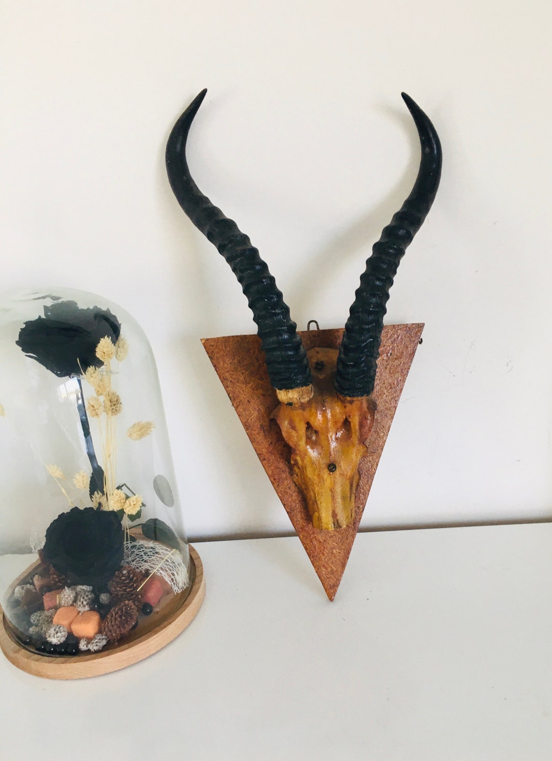 African Taxidermy Springbok Skull / Antelope 42 Cm - Etsy UK
