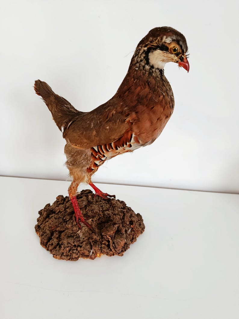 Antique Taxidermied Red-legged Partridge on a Vintage Base, 32 Cm - Etsy