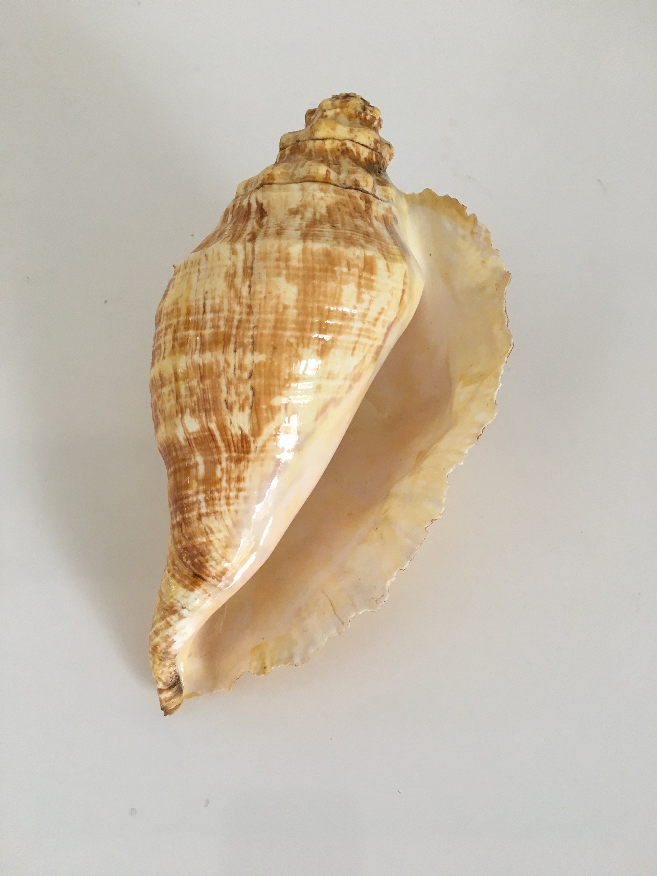 Old Vintage Shell Lambis Queen Conch Vintage 17 Cm - Etsy