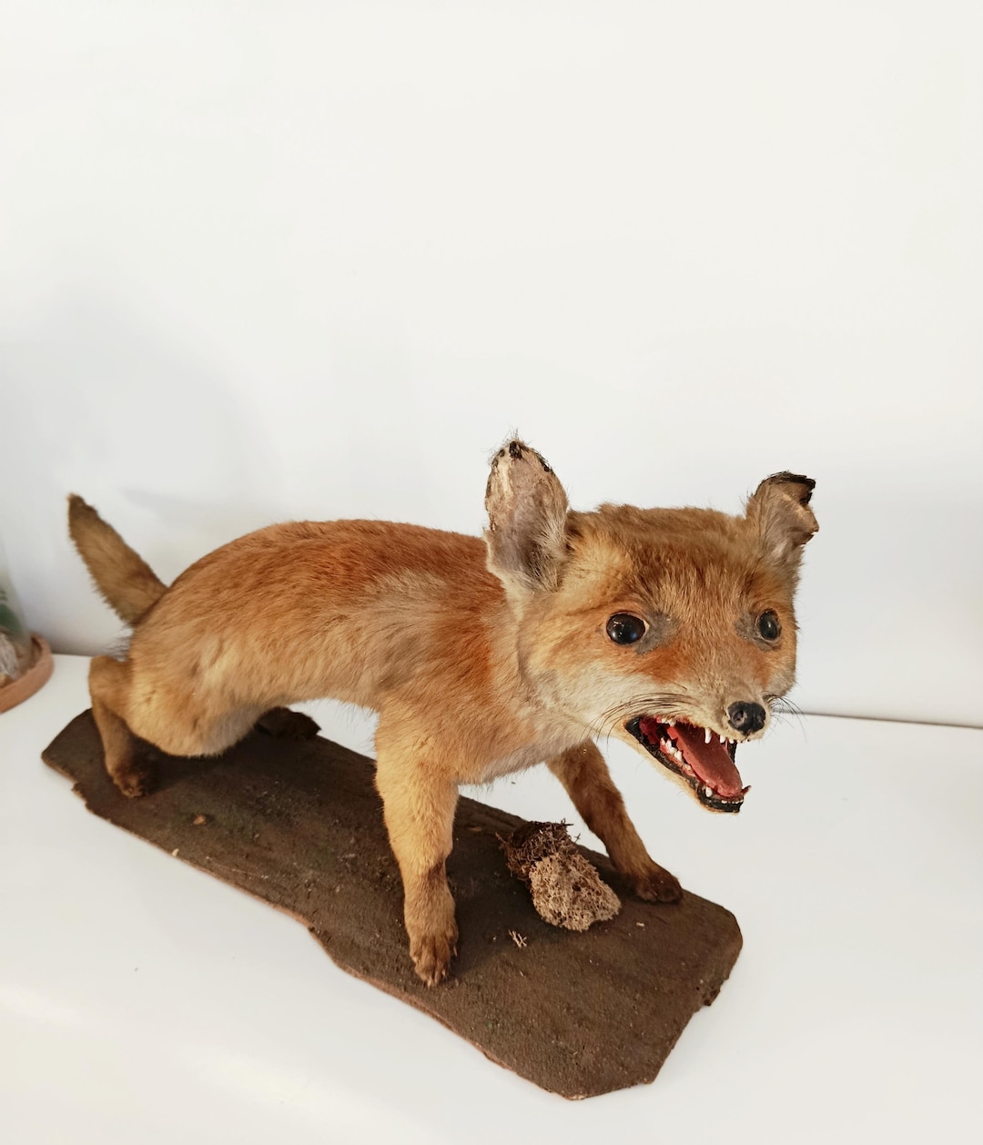 Antique Taxidermied Fox – Vintage Taxidermy – Cabinet of Curiosities - Etsy