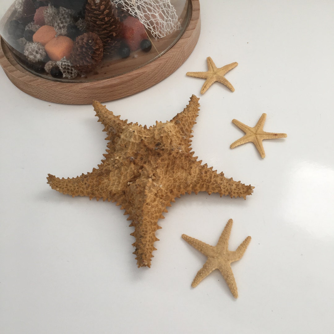 Old Vintage Dried Starfish - Etsy
