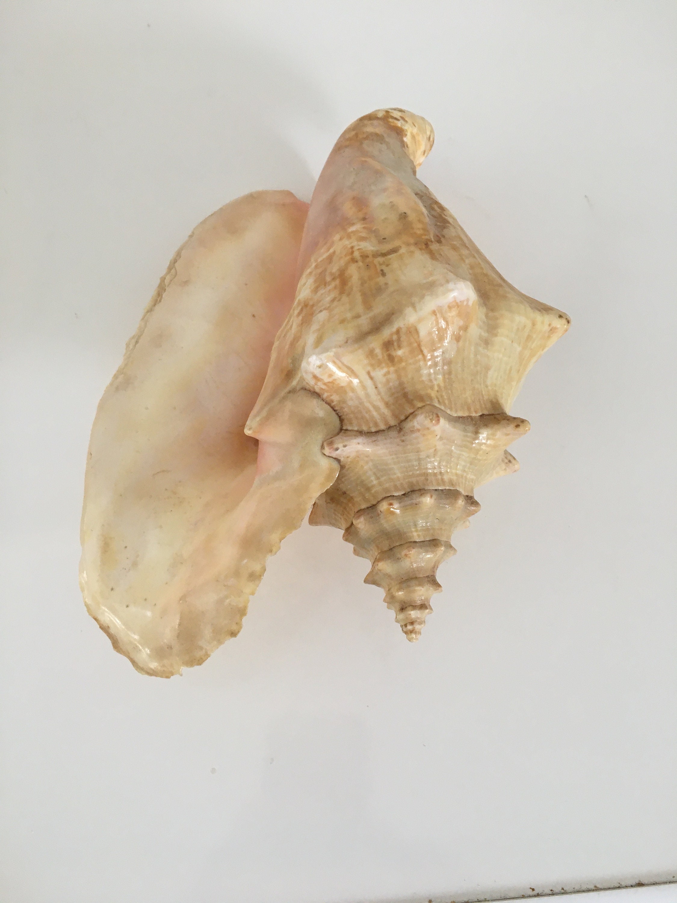 Giant Lambi Conch / Queen Conch / Large Vintage Collectible - Etsy