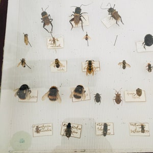 Old Entomology Box Vintage Naturalized Insects - Etsy