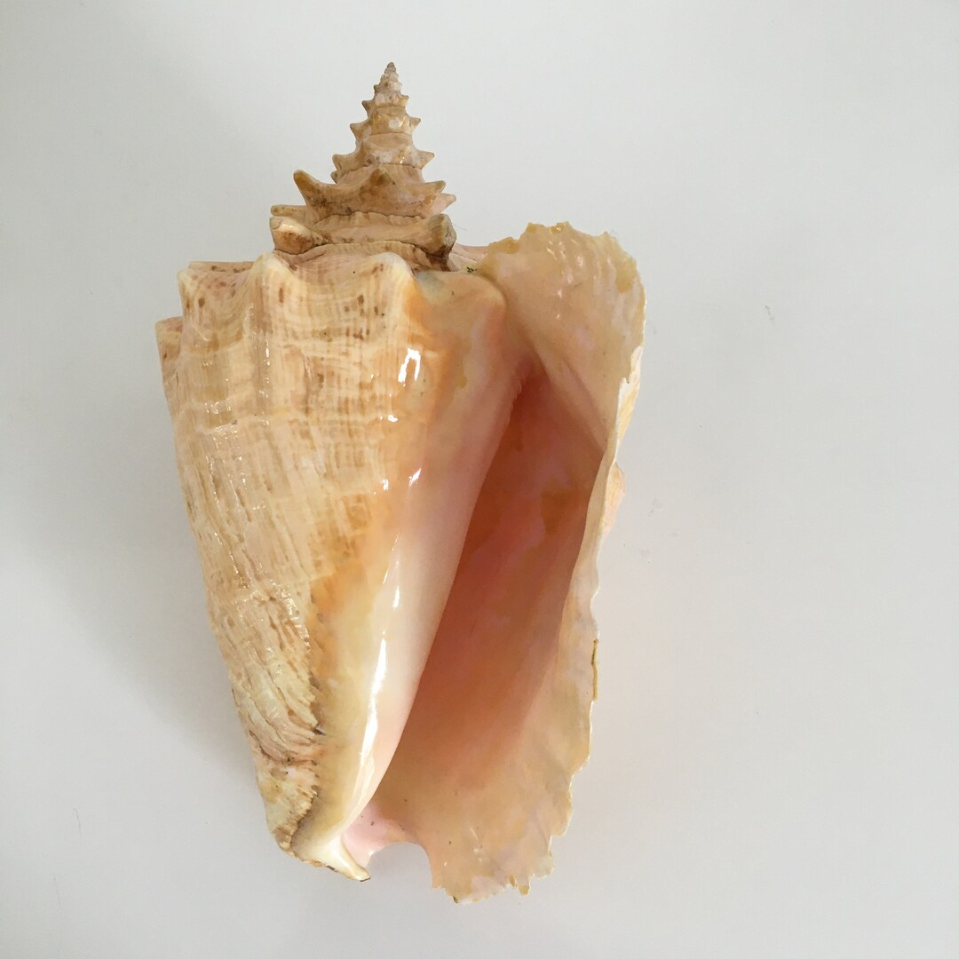 Giant Lambi Conch / Large Vintage Collectible Shell - Etsy