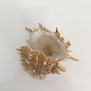 Old Seashell/vintage Spiny Oyster Shell - Etsy