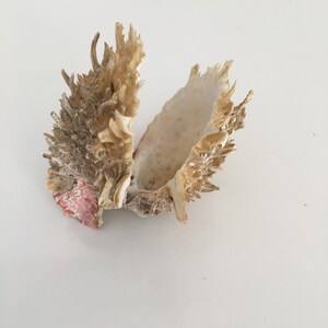 Old Seashell/vintage Spiny Oyster Shell - Etsy