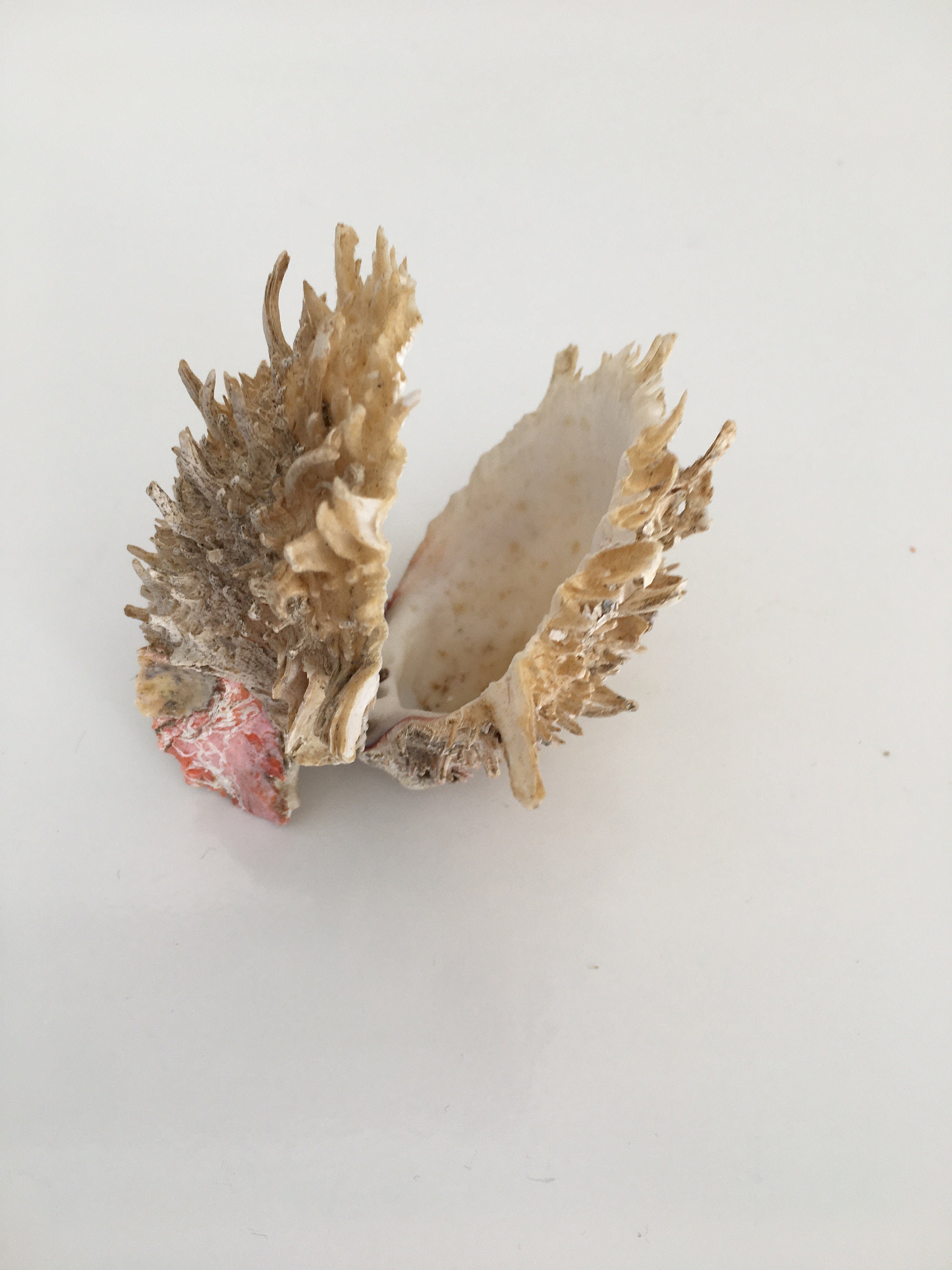 Old Seashell/vintage Spiny Oyster Shell - Etsy