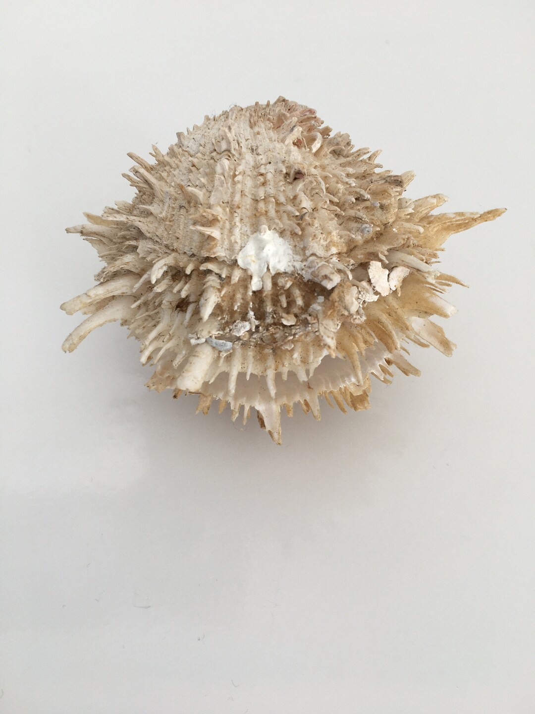 Old Seashell/vintage Spiny Oyster Shell - Etsy