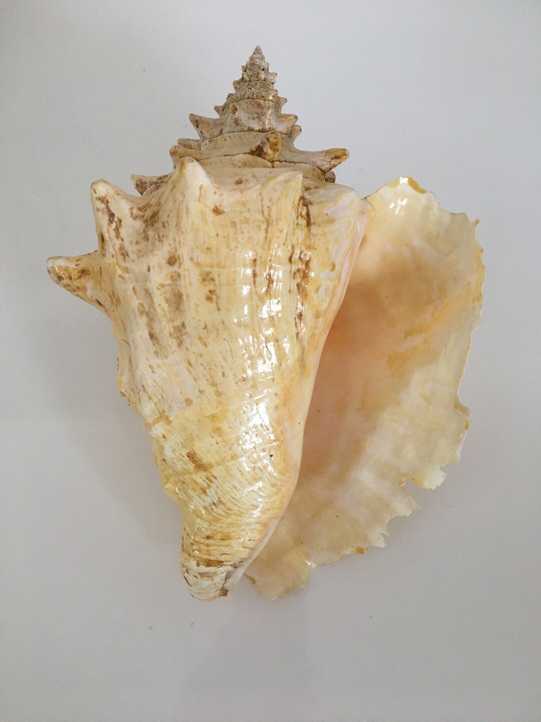 Giant Lambi Conch / Queen Conch / Large Vintage Collectible - Etsy