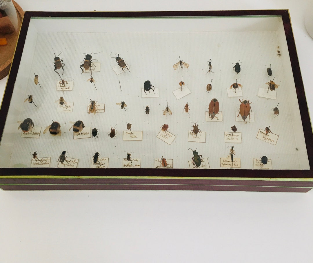Old Entomology Box Vintage Naturalized Insects - Etsy