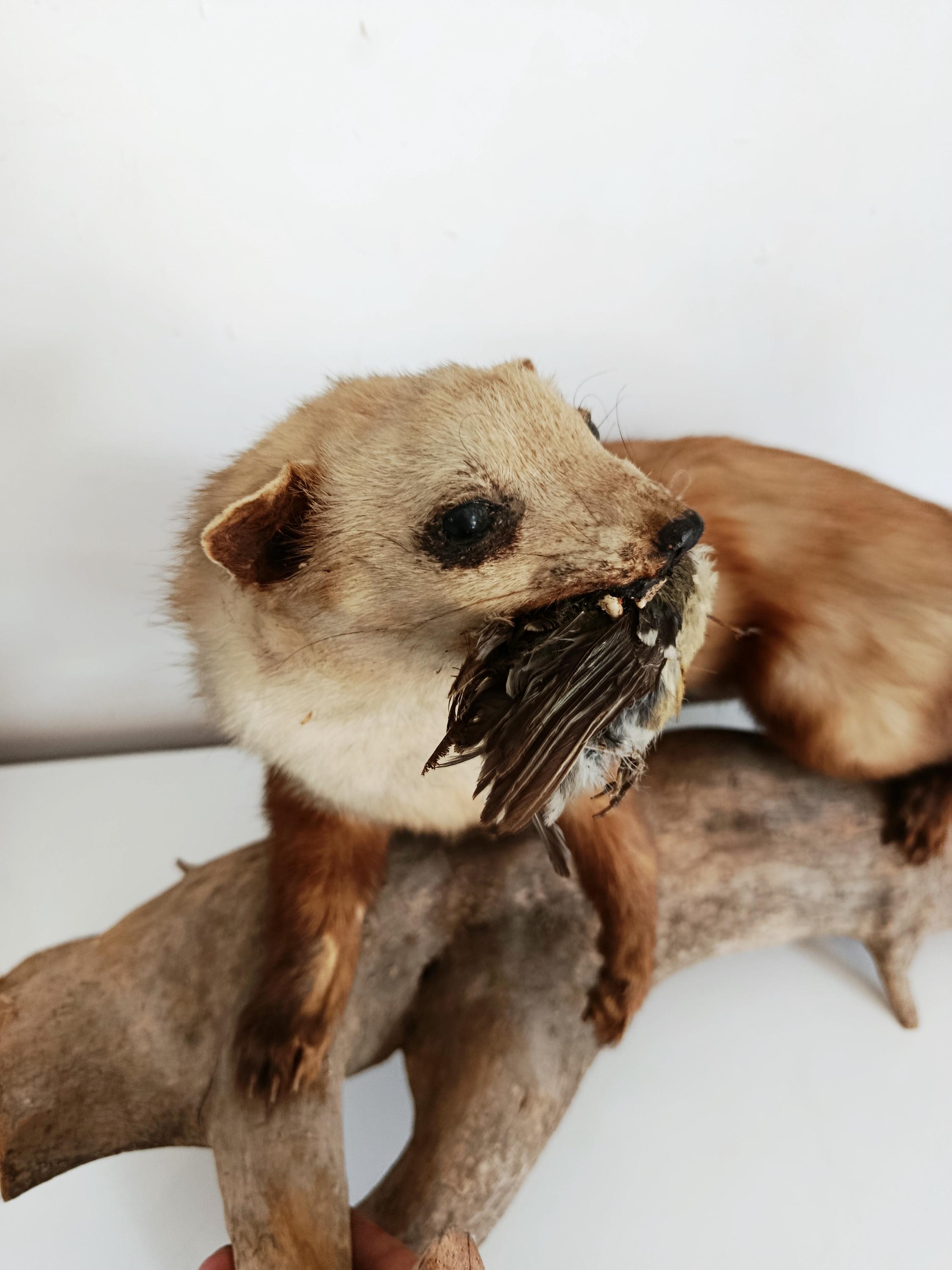 Superb Old Marten/beech Marten With Stuffed Prey on Its Vintage Trunk ...