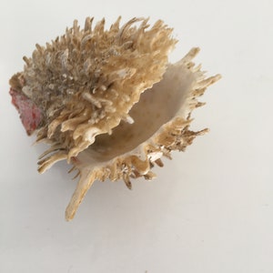 Old Seashell/vintage Spiny Oyster Shell - Etsy