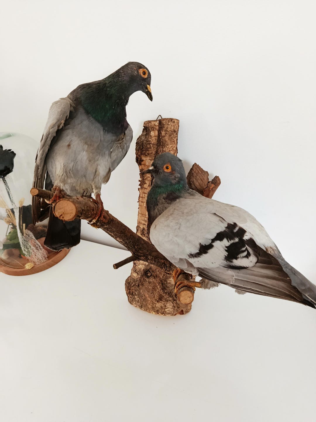 Superb Pair of Antique Stuffed Pigeons – Taxidermy – Cabinet of ...