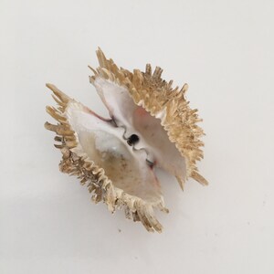 Old Seashell/vintage Spiny Oyster Shell - Etsy