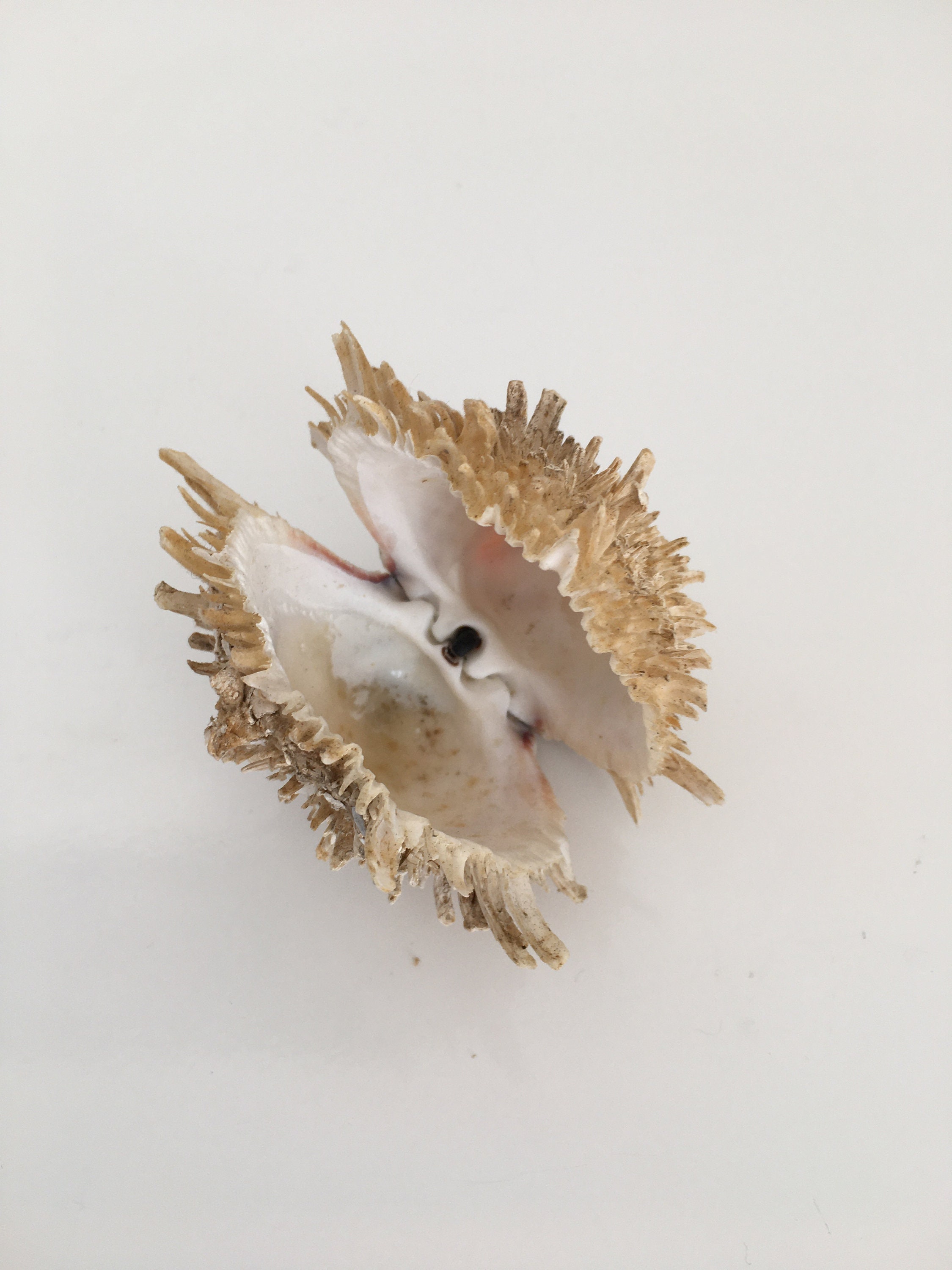 Old Seashell/vintage Spiny Oyster Shell - Etsy