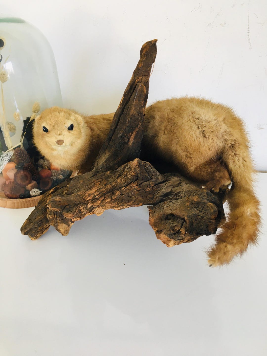 Beautiful Little Weasel on Its Trunk, Naturalized - Vintage French ...