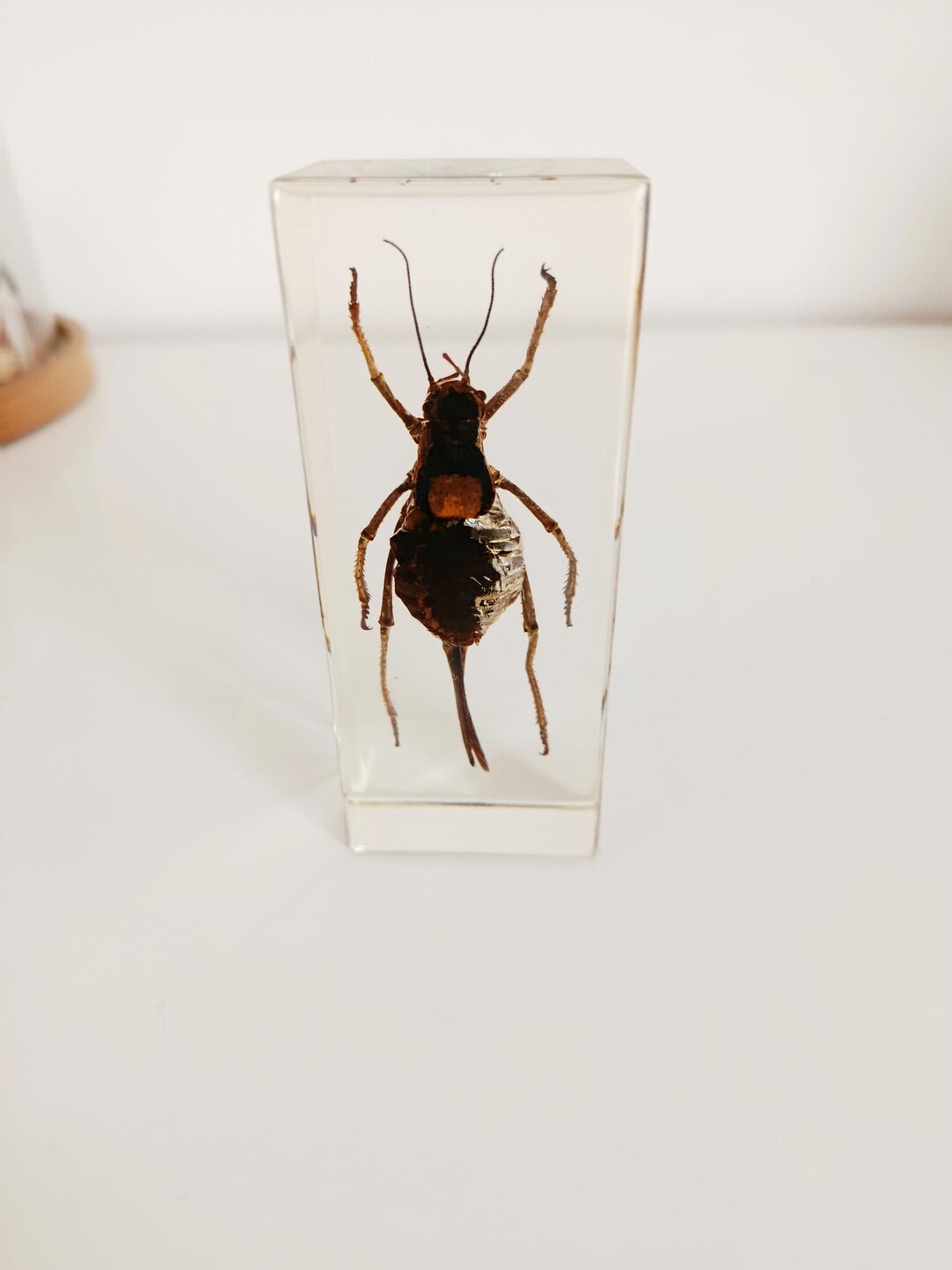 Female Grasshopper Preserved in Resin – Tettigoniidae – Cabinet of ...