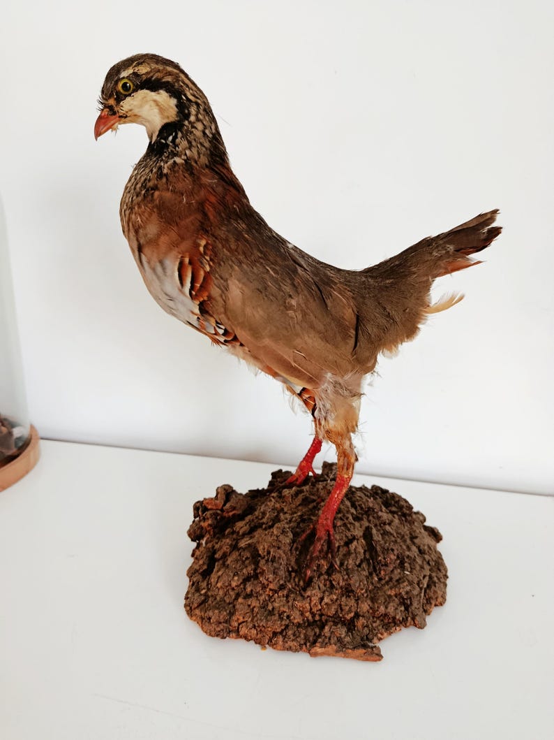 Antique Taxidermied Red-legged Partridge on a Vintage Base, 32 Cm - Etsy