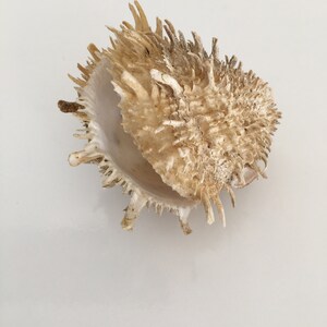 Old Seashell/vintage Spiny Oyster Shell - Etsy