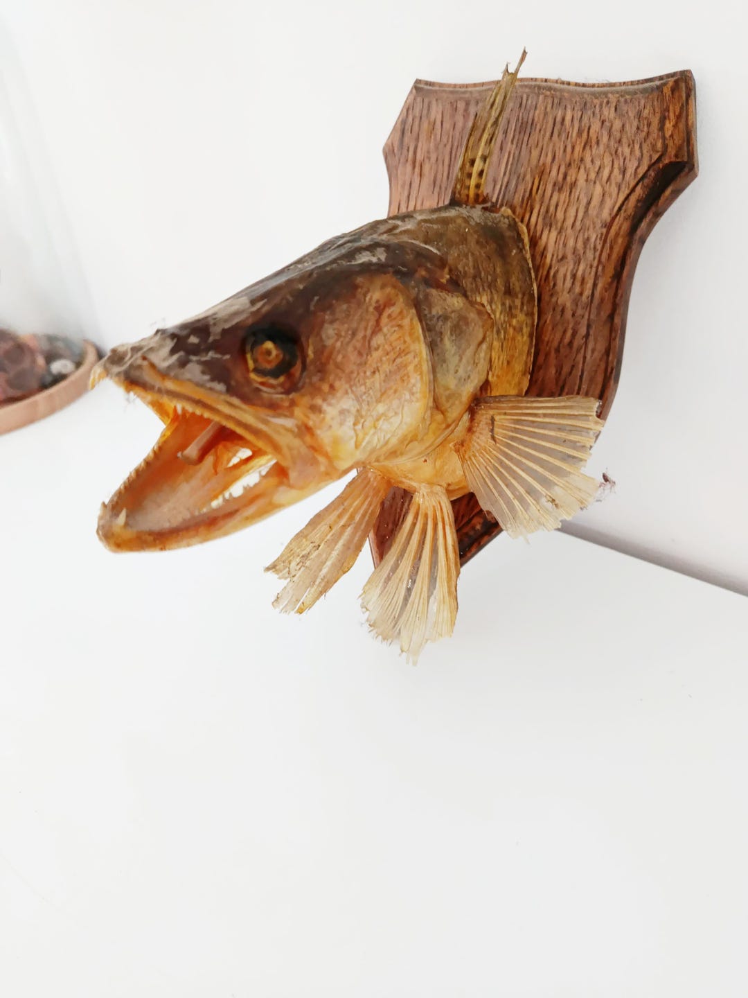 Vintage Taxidermied Pike – Fish Taxidermy – Retro Fishing Trophy ...