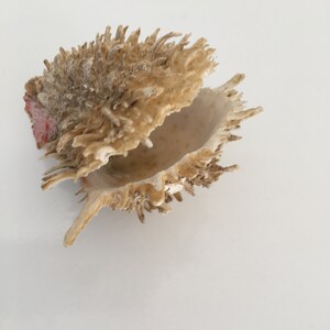 Old Seashell/vintage Spiny Oyster Shell - Etsy