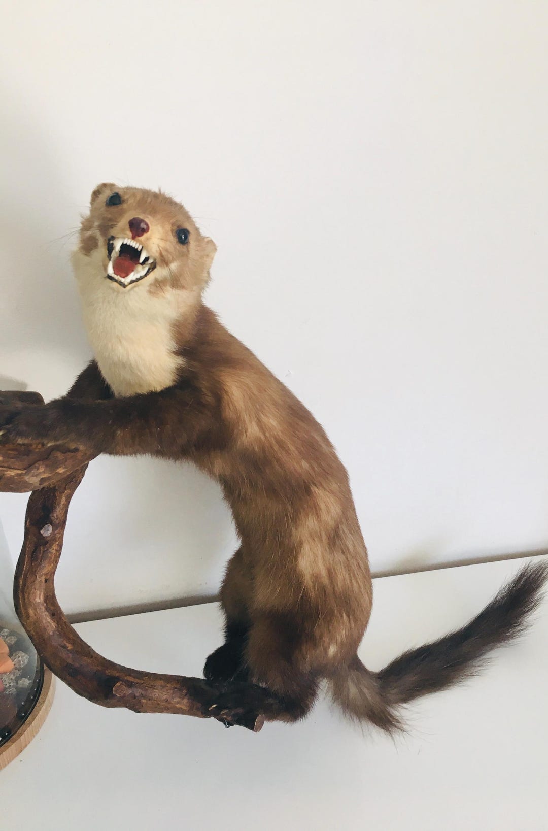 Superb Old Marten Stuffed on Its Vintage Trunk - Etsy