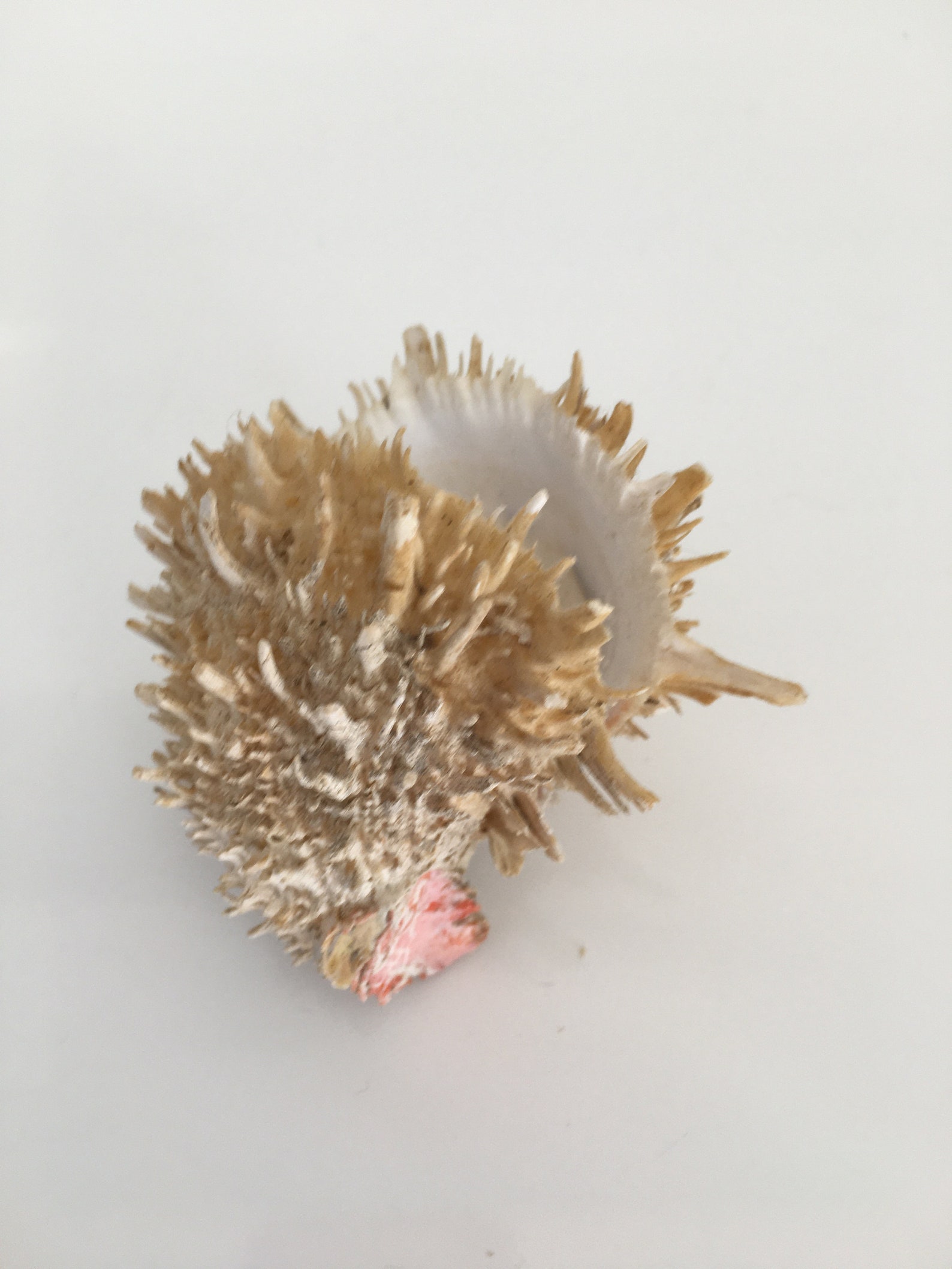 Old Seashell/vintage Spiny Oyster Shell - Etsy