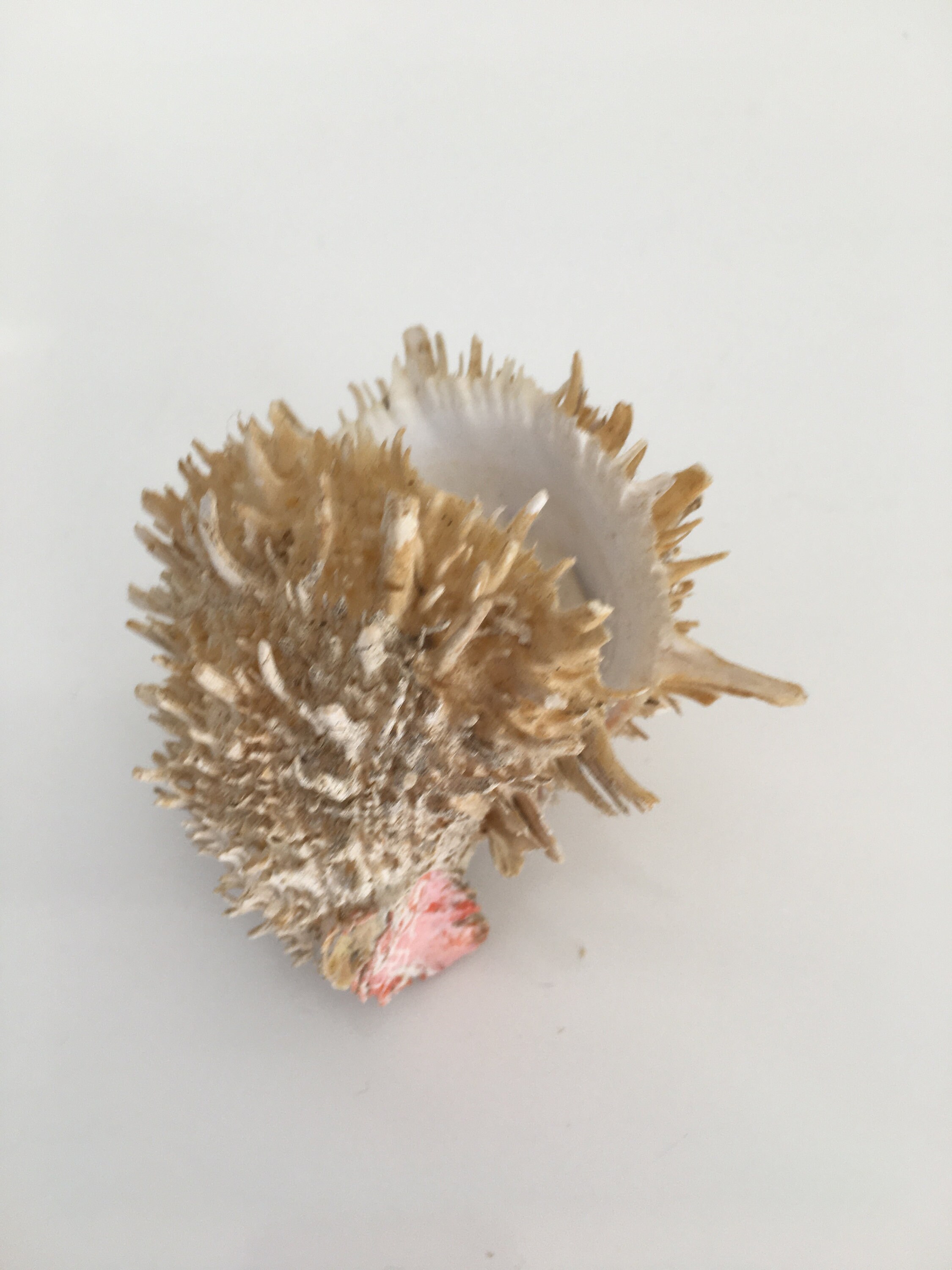 Old Seashell/vintage Spiny Oyster Shell - Etsy