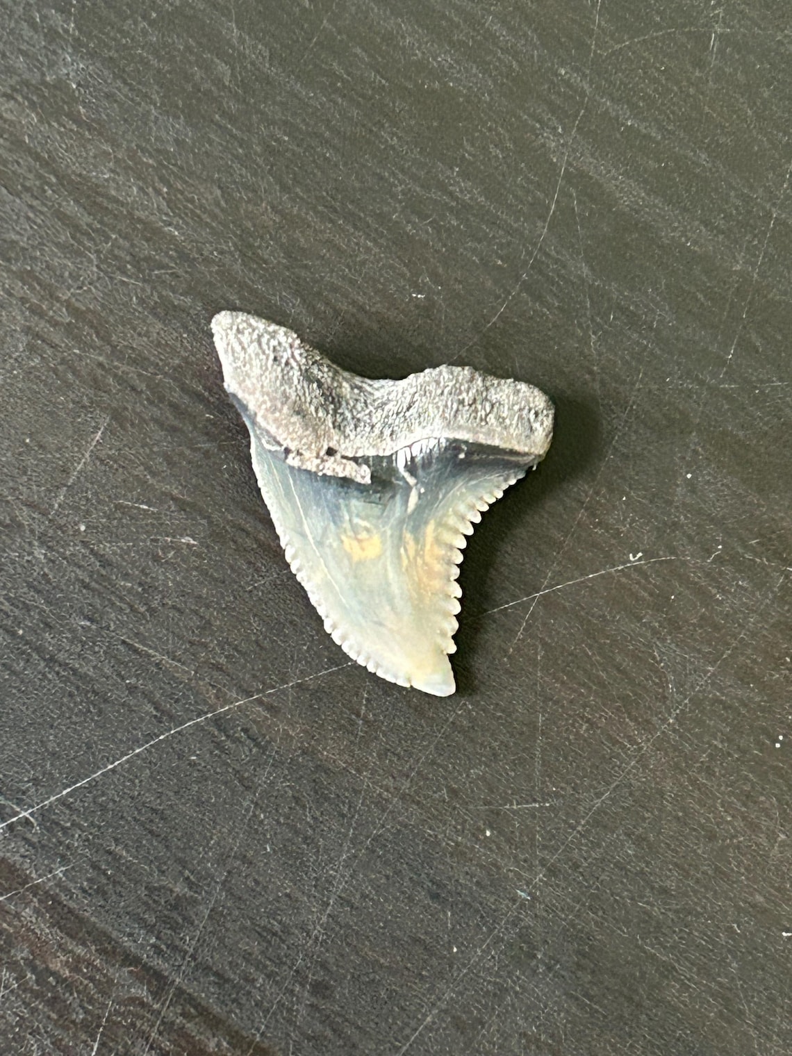 Prehistoric Snaggletooth Shark Tooth Fossil Collectible (3cm) - Etsy