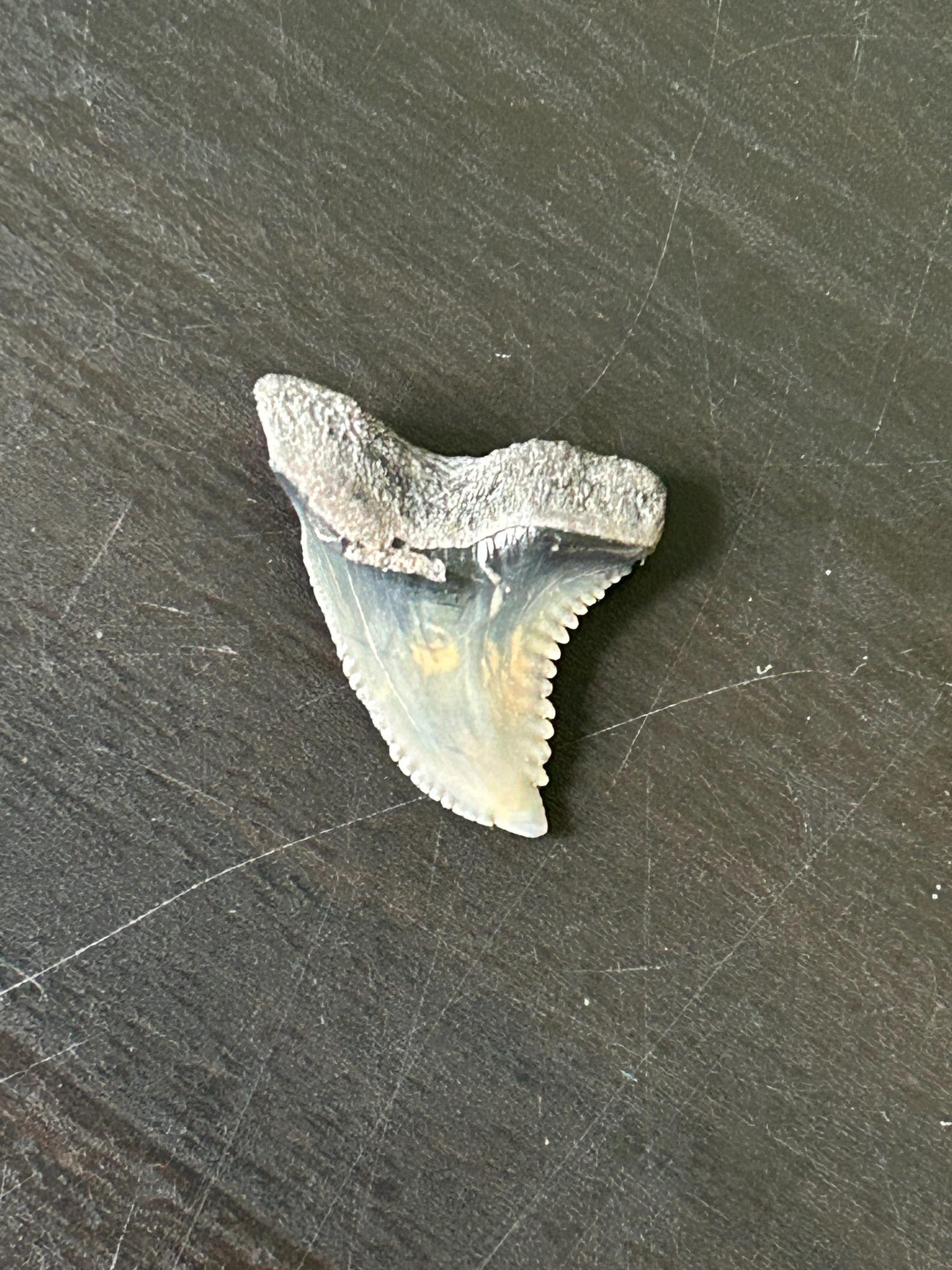 Prehistoric Snaggletooth Shark Tooth Fossil Collectible (3cm) - Etsy