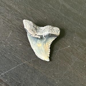 Prehistoric Snaggletooth Shark Tooth Collectible Prehistoric Shark ...