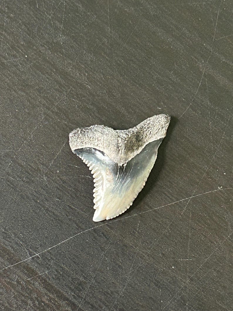 Prehistoric Snaggletooth Shark Tooth Collectible Prehistoric Shark ...