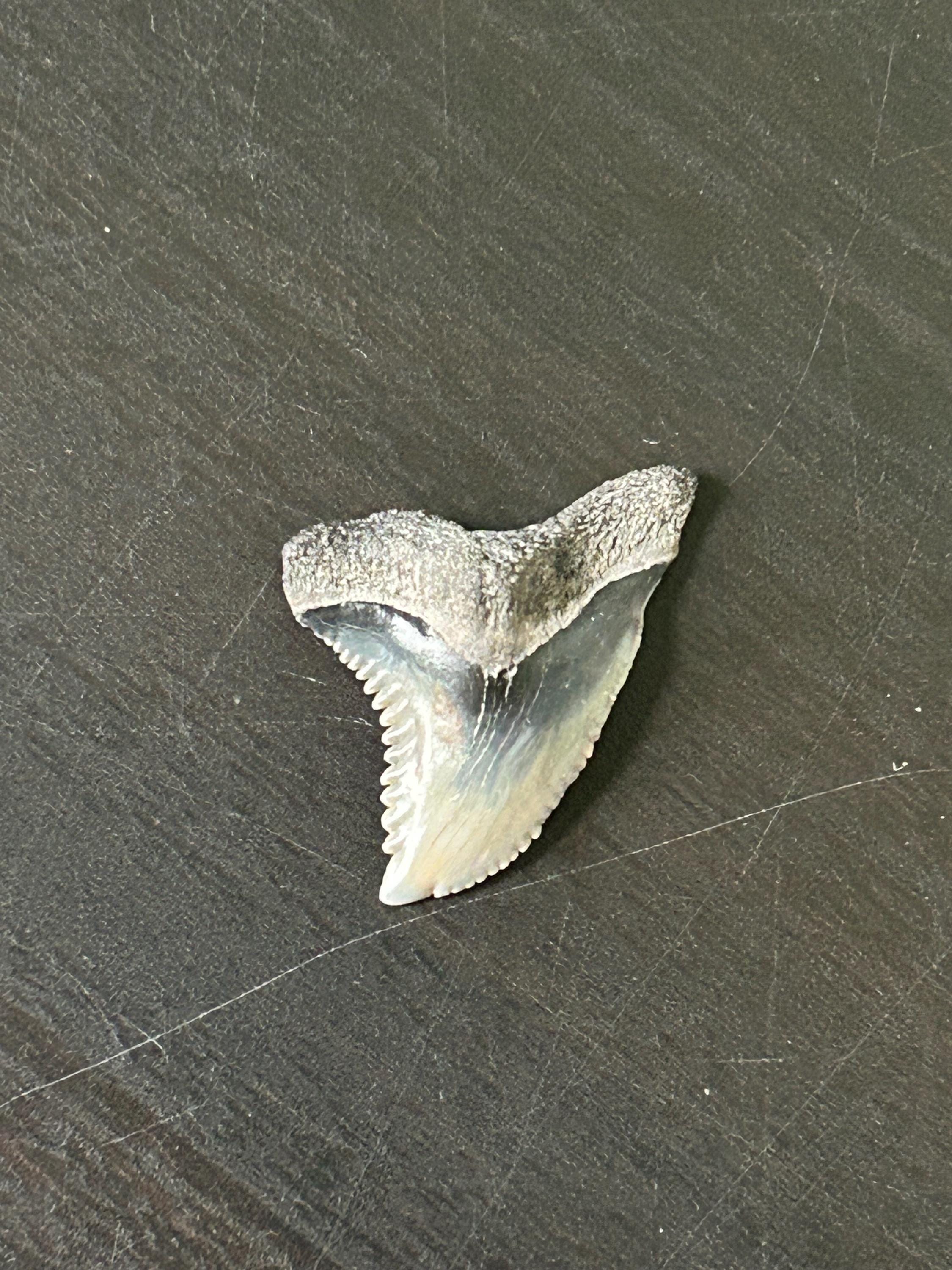 Prehistoric Snaggletooth Shark Tooth Fossil Collectible (3cm) - Etsy