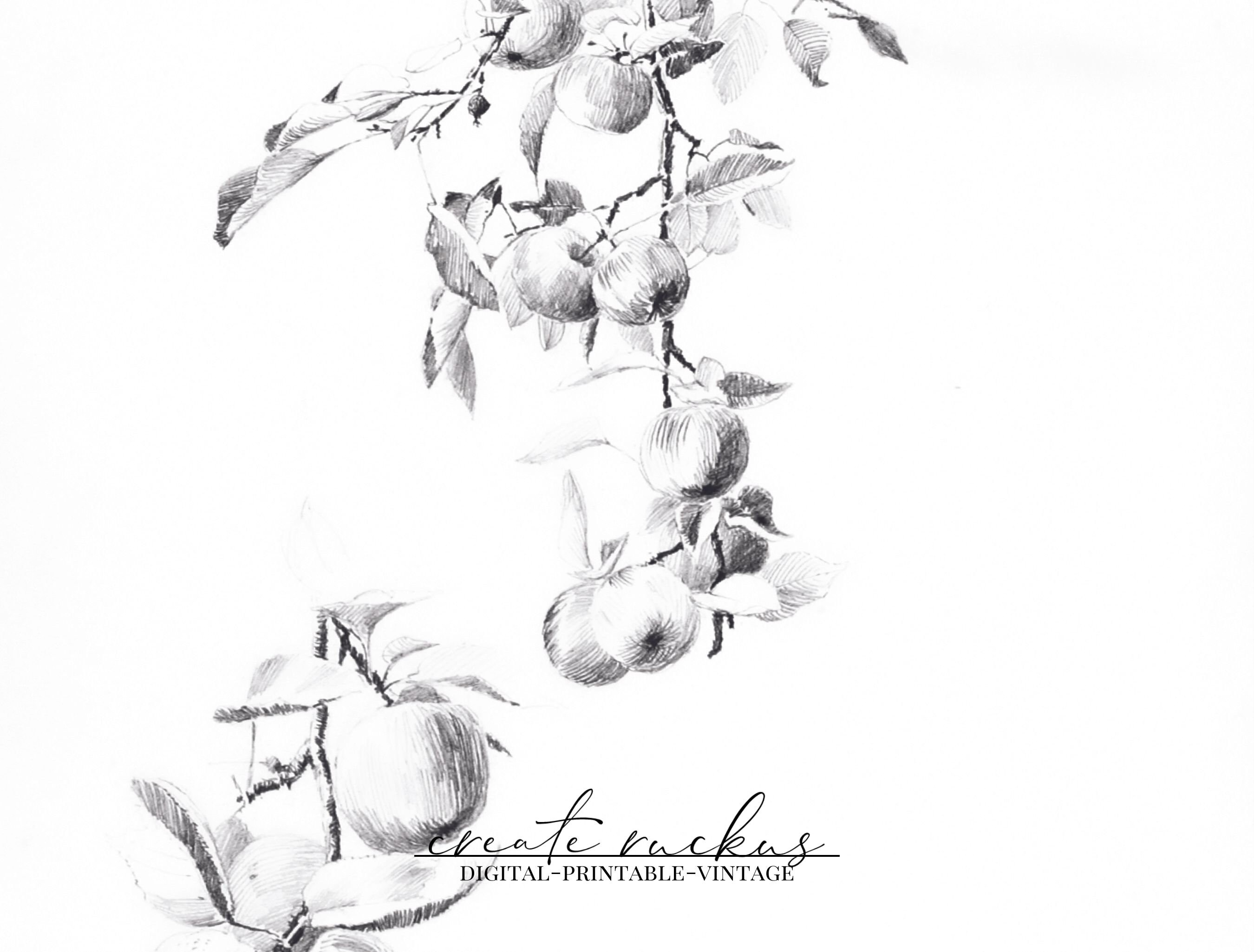 Apple Tree Branch Drawing