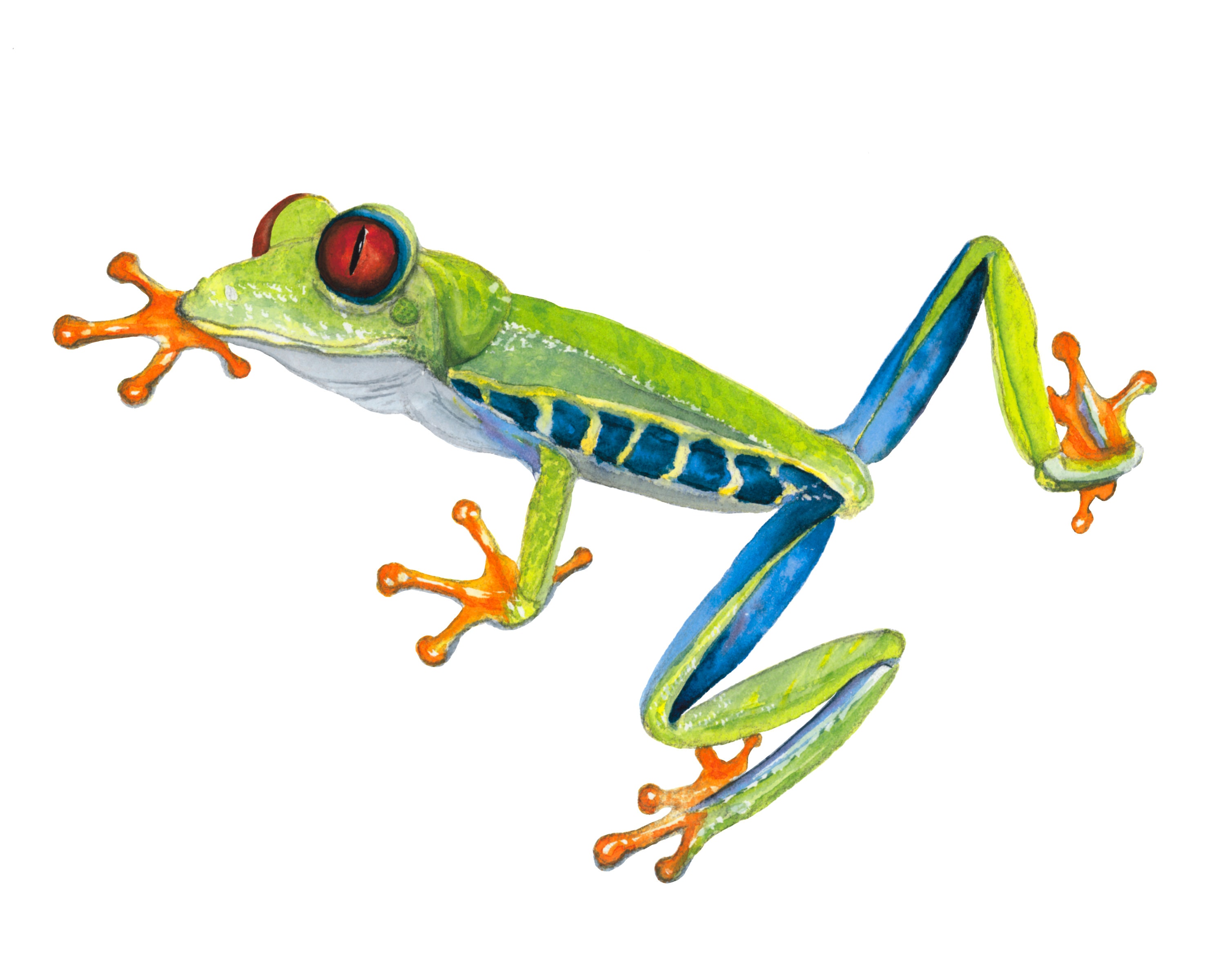 Happy Tree Frog Watercolor Print | 5 X7 Inches; 8 X 10 Inches - Etsy