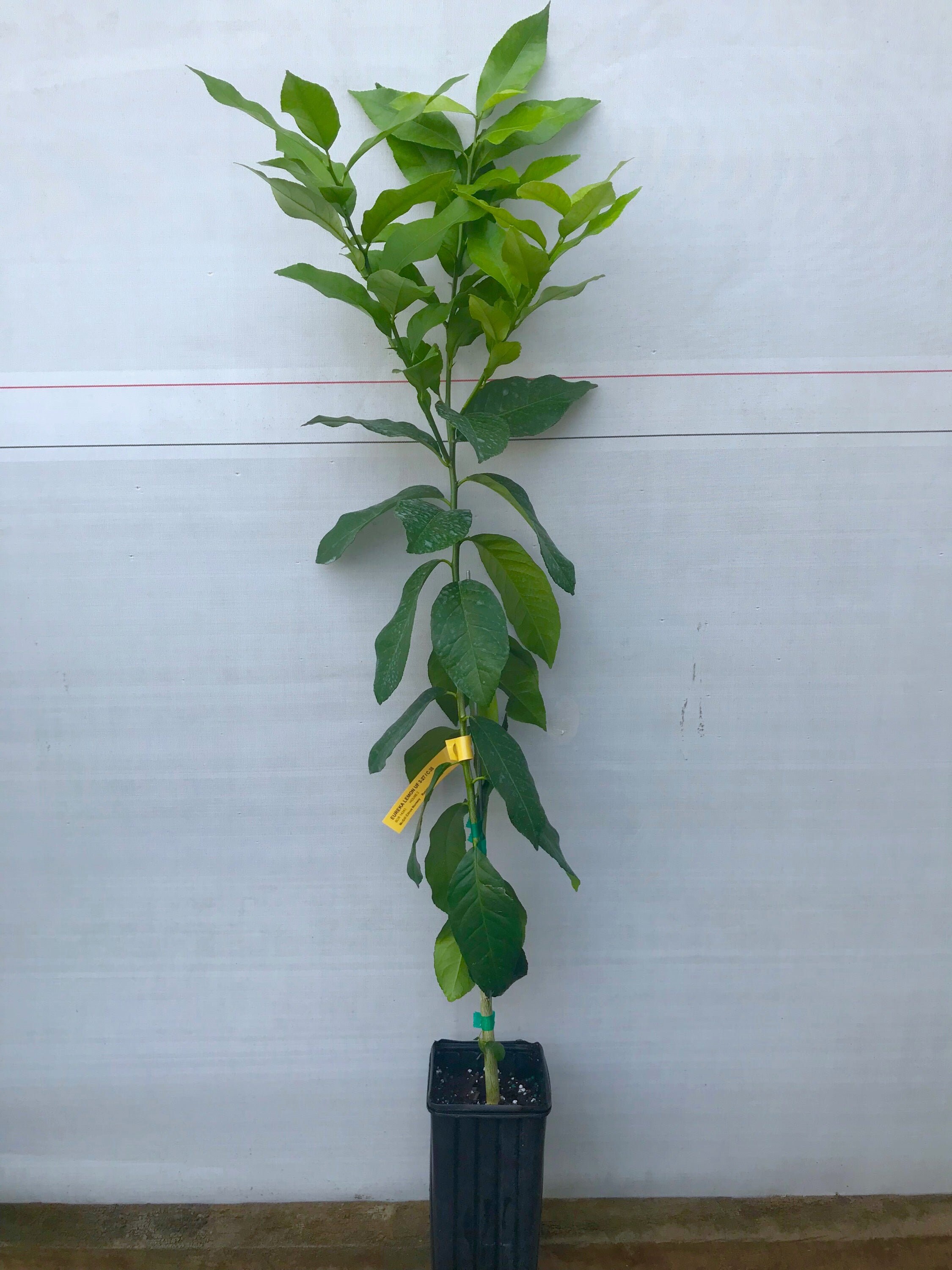 Eureka Lemon Tree - Etsy