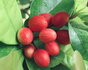 Miracle Fruit Synsepalum Dulcificum Miracle Berry Fruit Seedling PLANT ...