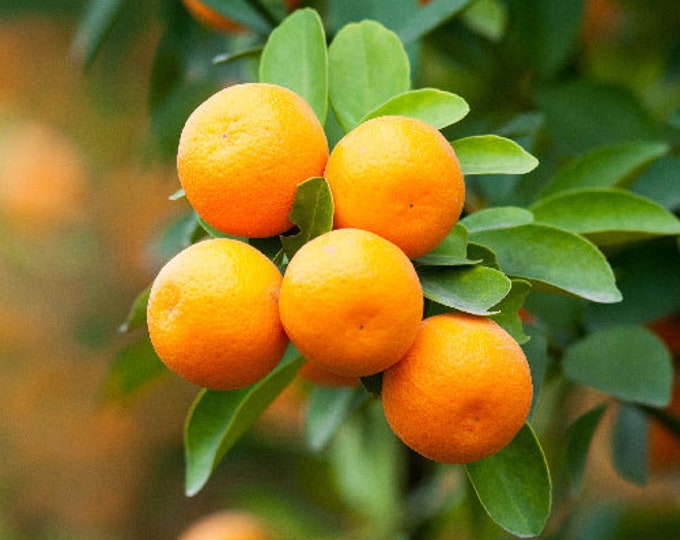 Satsuma owari Mandarin Tree - Etsy