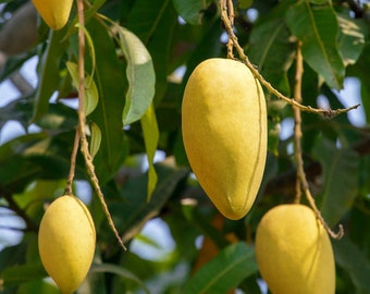 Orange Sherbet Mango Tree Grafted One of the Best Mango in the World - Etsy