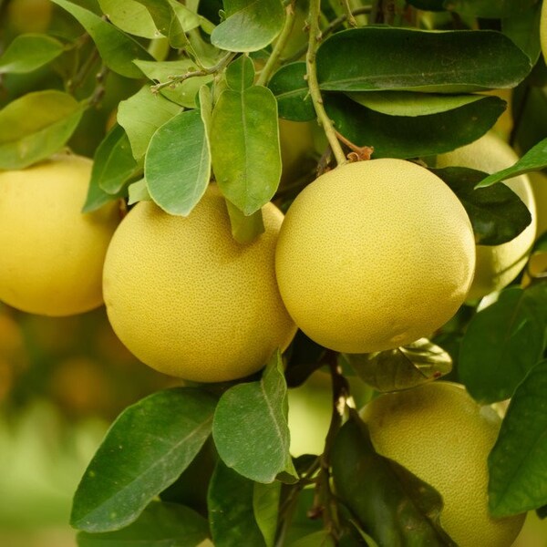 Pomelo - Etsy