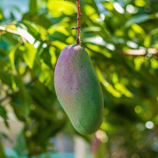 Valencia Pride Mango Tree - Etsy