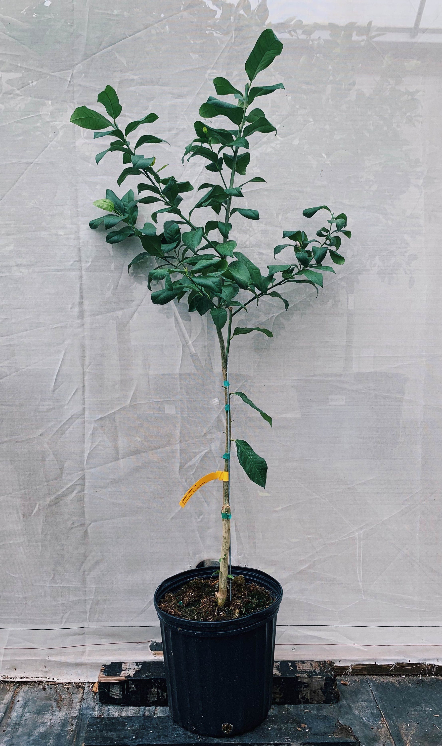 Eureka Lemon Tree - Etsy