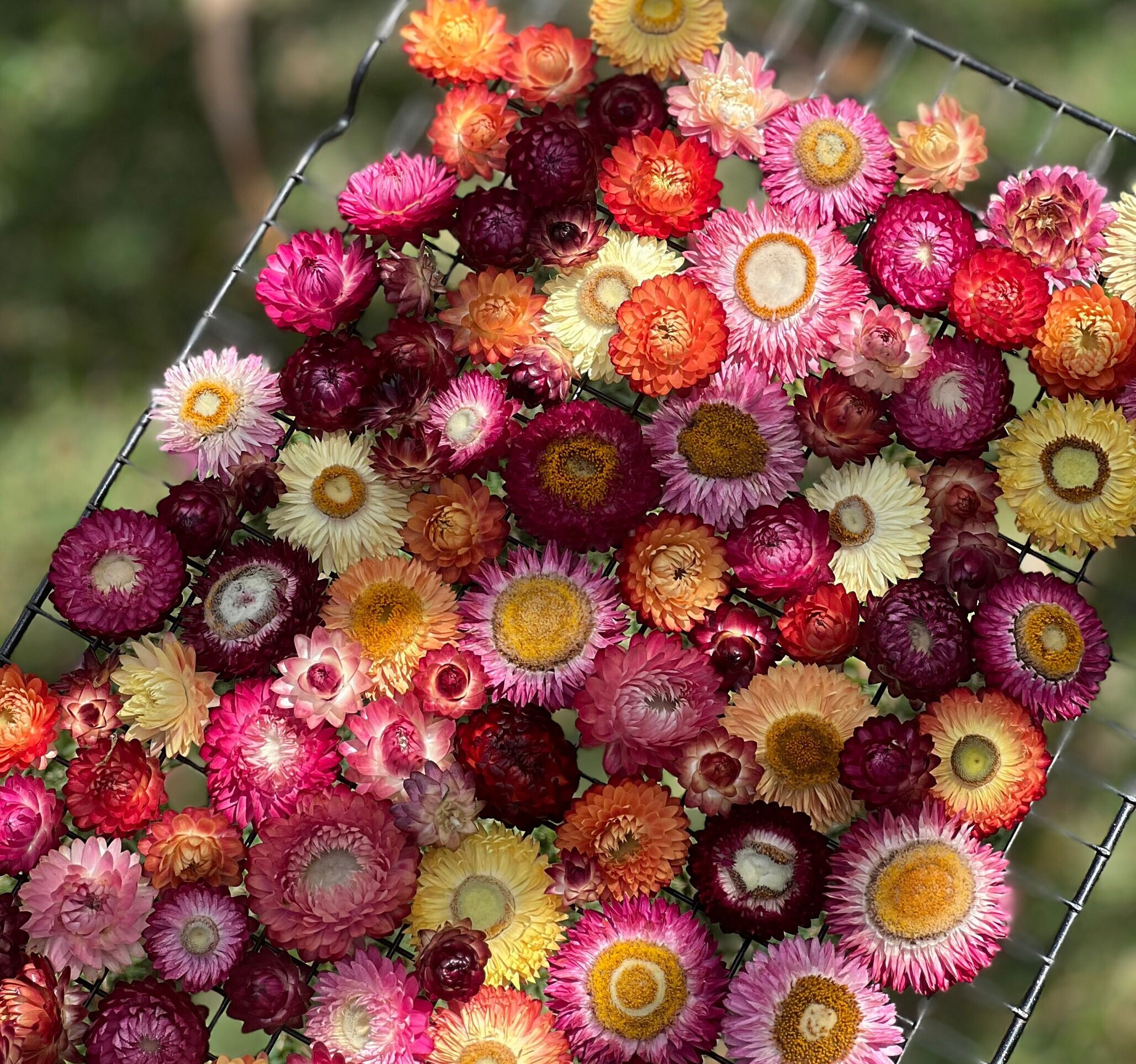 Dried Strawflower Blooms/heads - Etsy