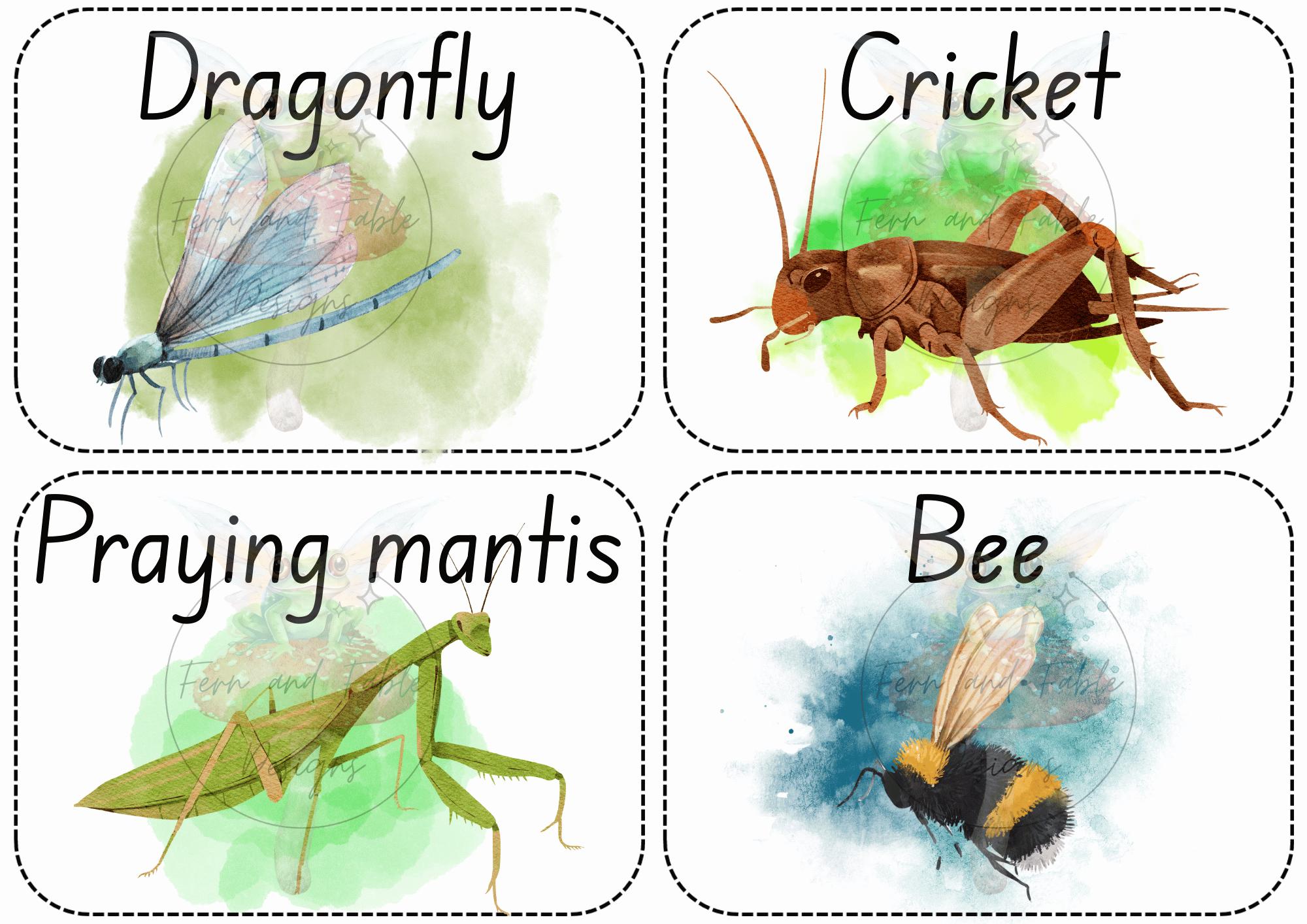 48 Bug and Insect Flashcards | Early Learning Printable, Vocabulary ...