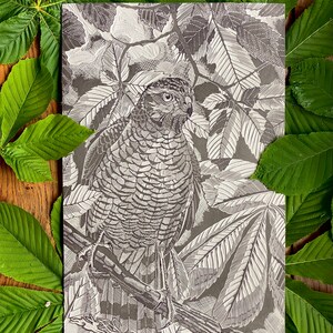 Sparrow Hawk Lino Print - Etsy
